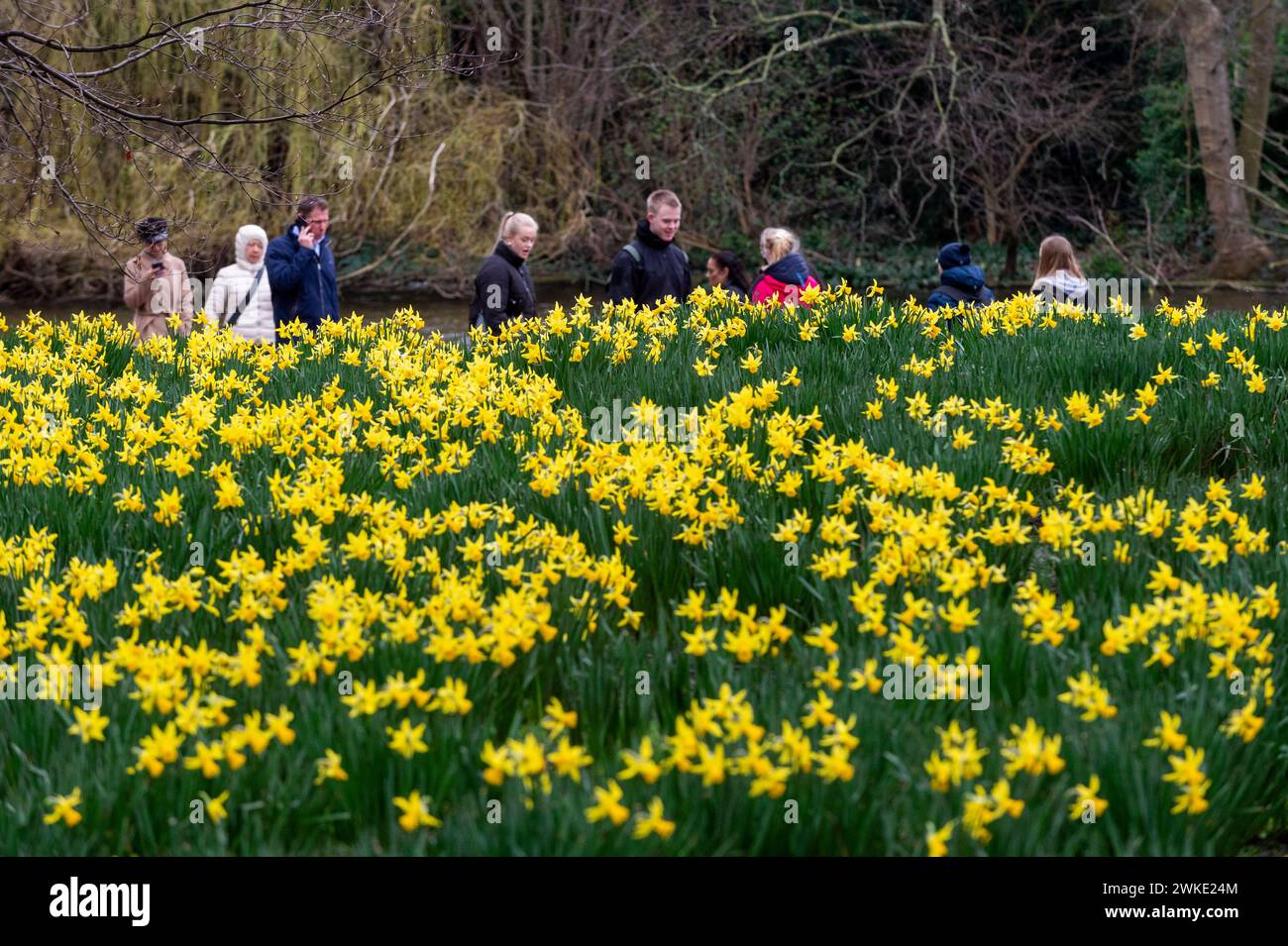 Rain on daffodils hi-res stock photography and images - Alamy
