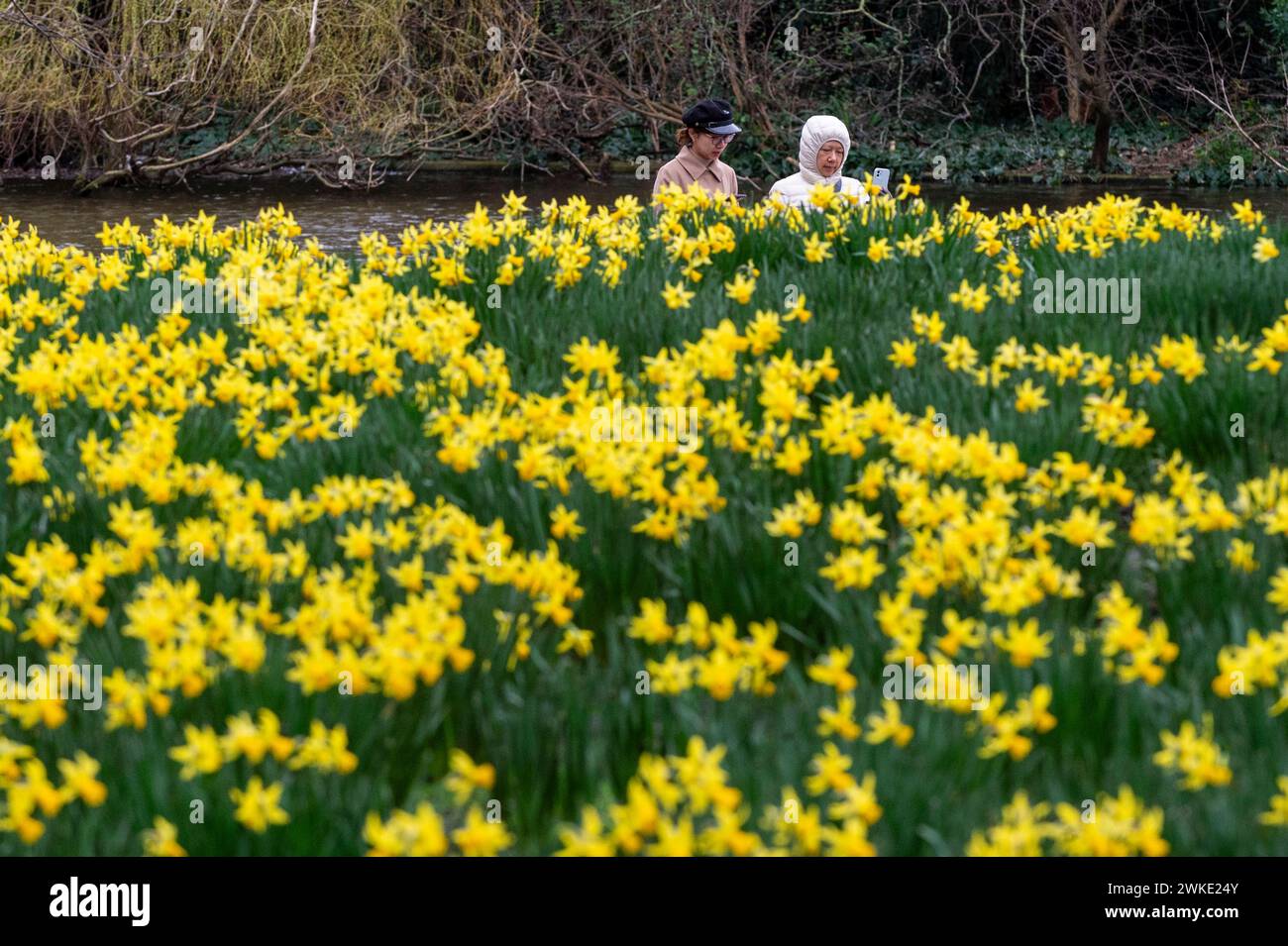 Rain on daffodils hi-res stock photography and images - Alamy