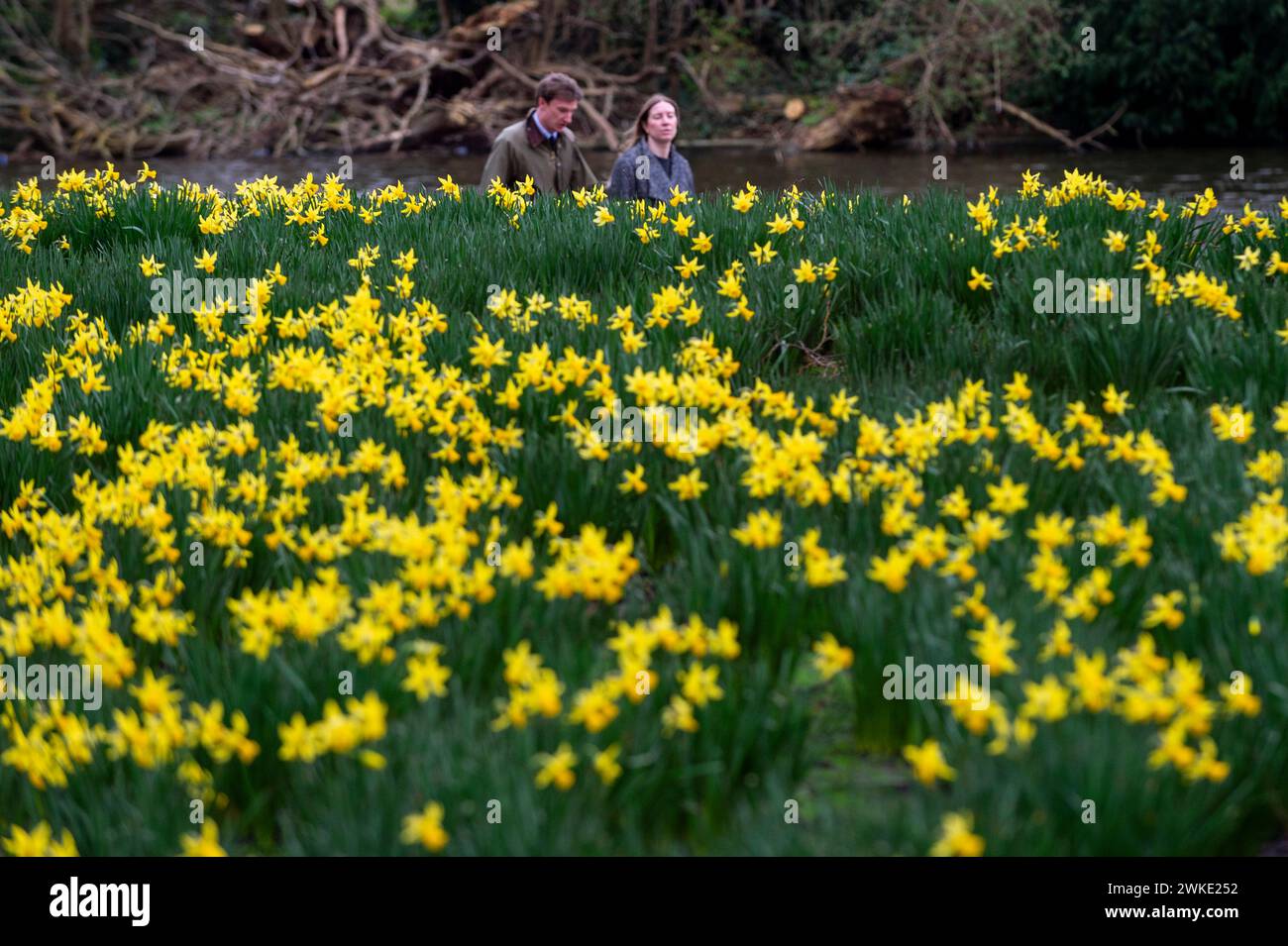Rain on daffodils hi-res stock photography and images - Alamy