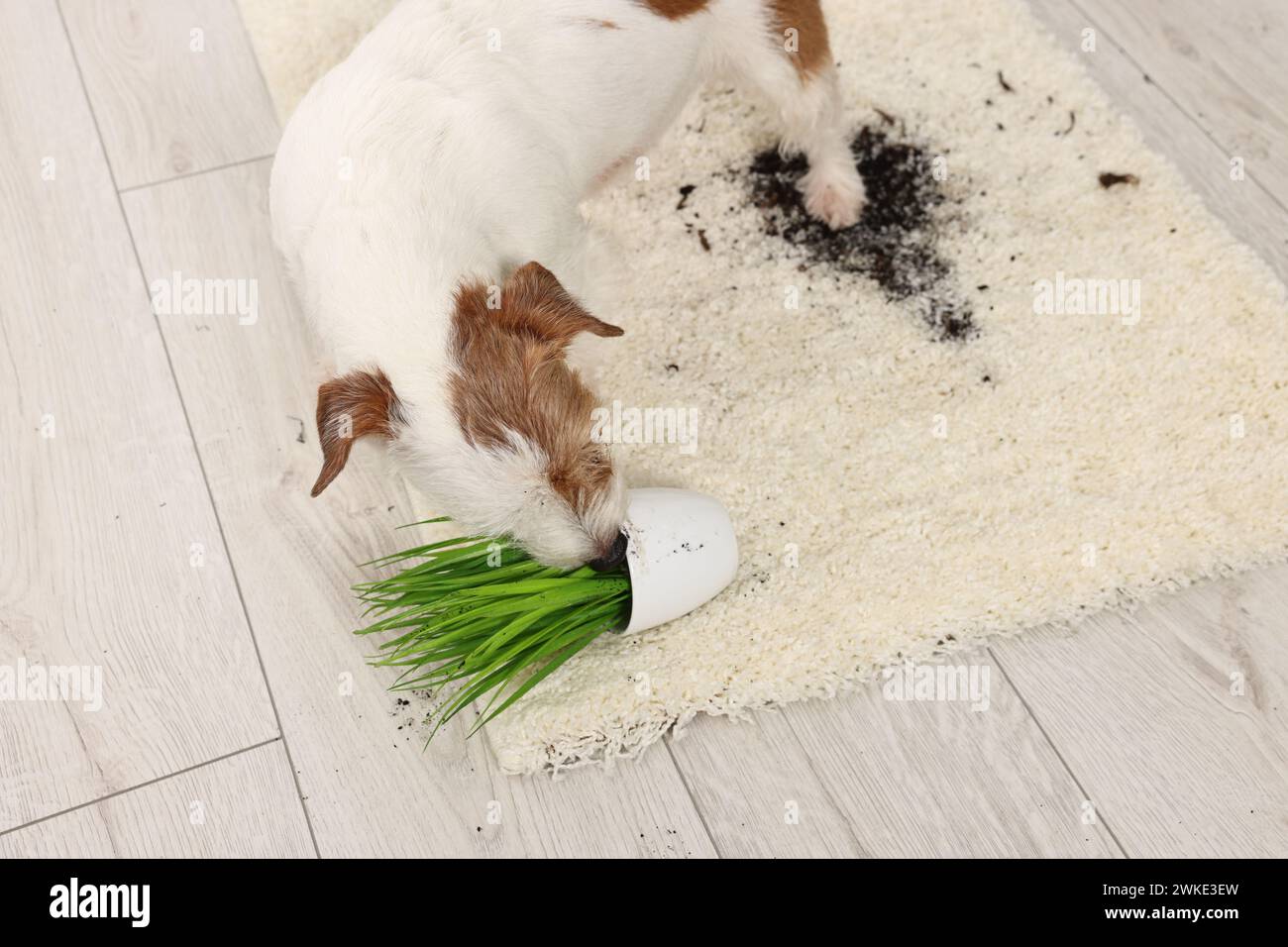 Cute dog near overturned houseplant on rug indoors Stock Photo - Alamy