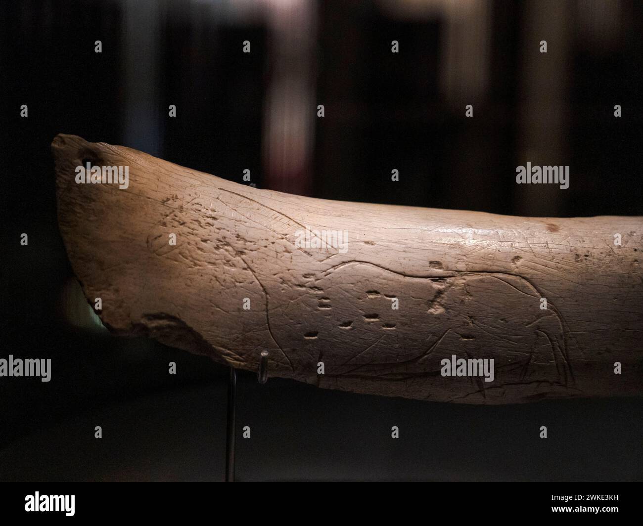 Engraved bone upper paleolithic hi-res stock photography and images - Alamy