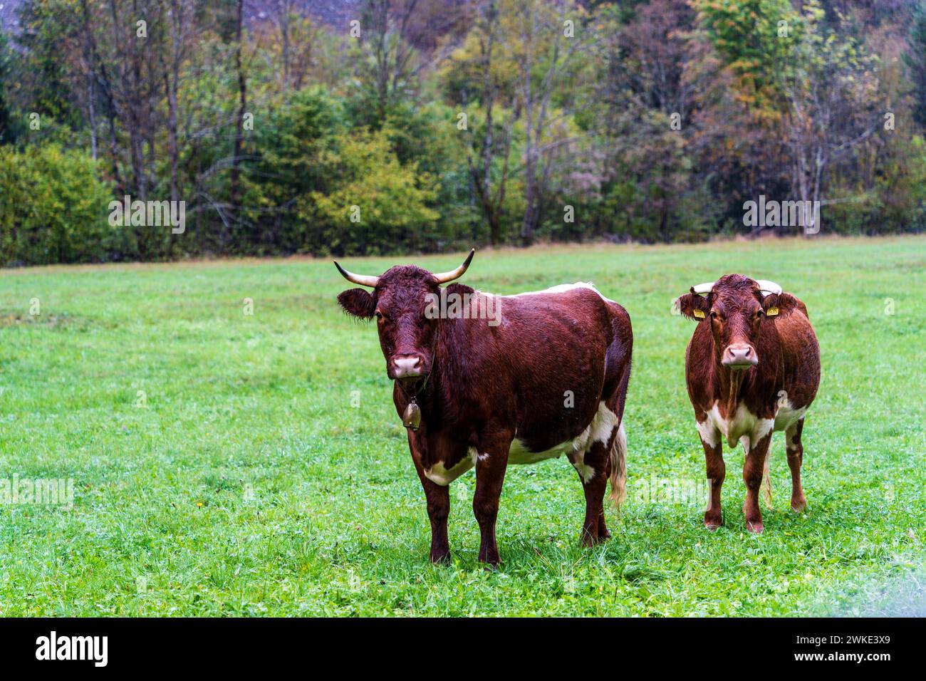 cows. Bav¨ica Valley in Triglav National Park, Bovec, Julian Alps ...
