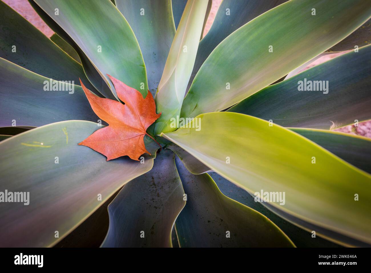 autumn leaf on a cactus, Galatzo house cloister, dry stone path, GR221 ...