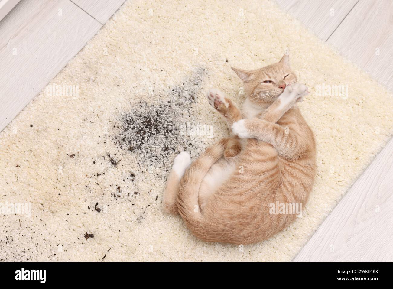 Cute ginger cat on carpet with scattered soil indoors, top view Stock ...