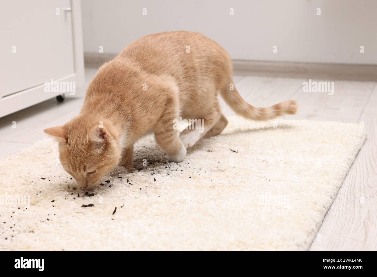 Cute ginger cat on carpet with scattered soil indoors Stock Photo - Alamy