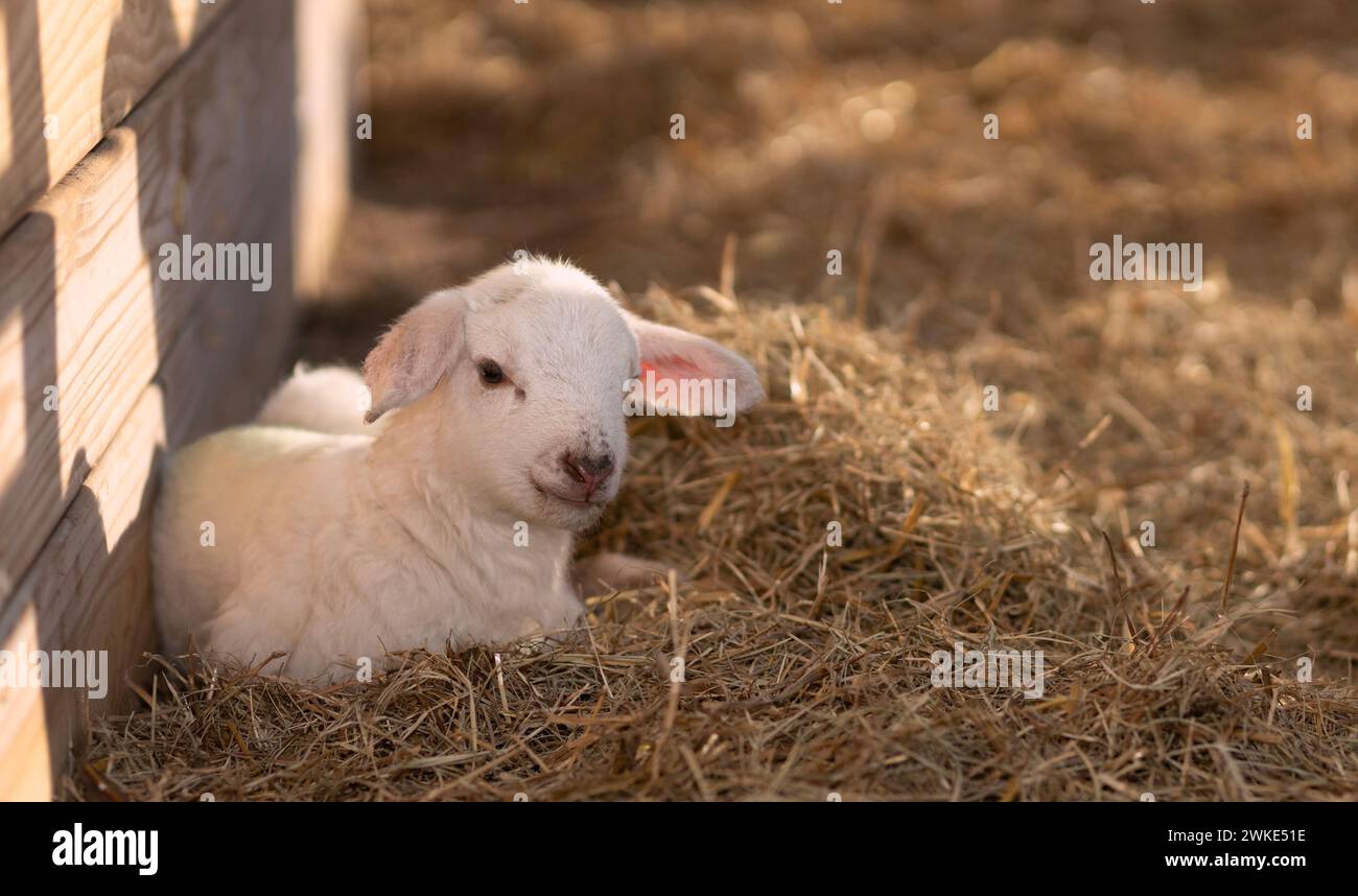 A tiny white Katahding sheep lamp laying in the hay next to a barn ...