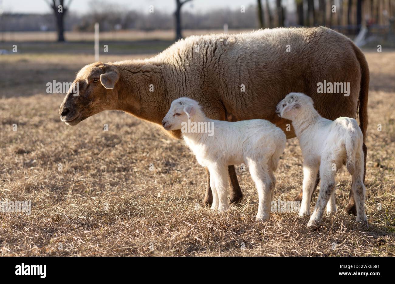 Katahdin sheep lambs on farm hi-res stock photography and images - Alamy