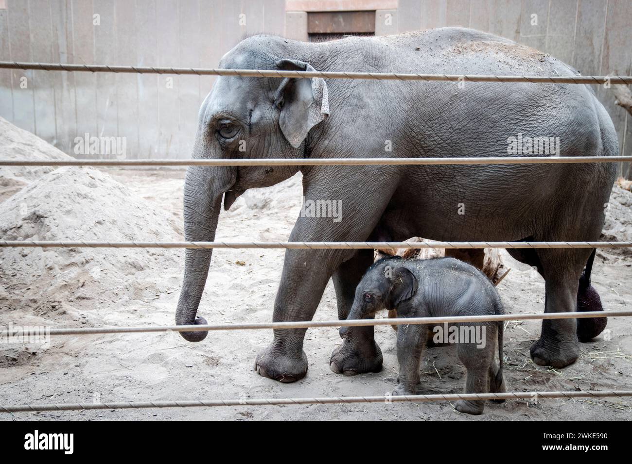 A new female baby elephant in Copenhagen ZOO, Denmark, Tuesday February ...