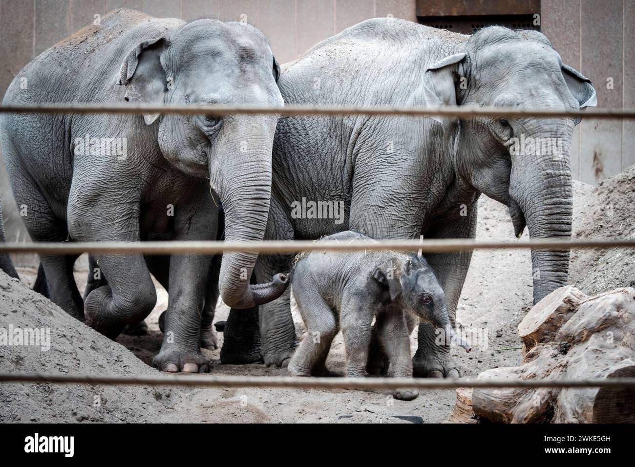 A new female baby elephant in Copenhagen ZOO, Denmark, Tuesday February ...