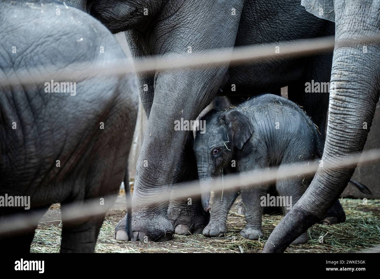A new female baby elephant in Copenhagen ZOO, Denmark, Tuesday February ...