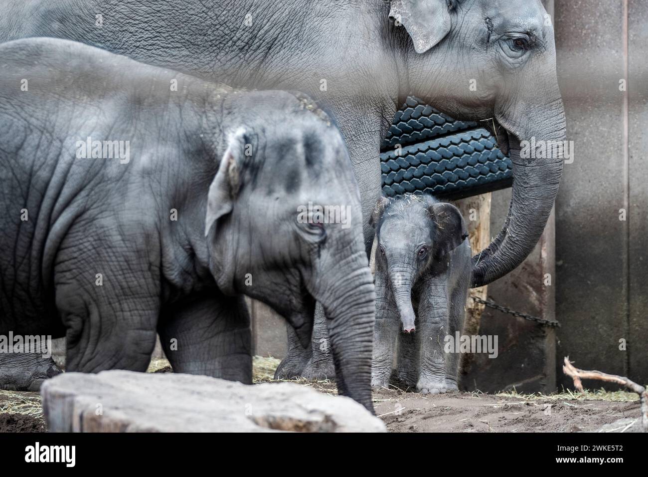 A new female baby elephant in Copenhagen ZOO, Denmark, Tuesday February ...