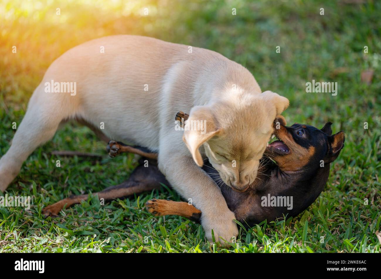 Dog puppies playing meadow hi-res stock photography and images - Alamy