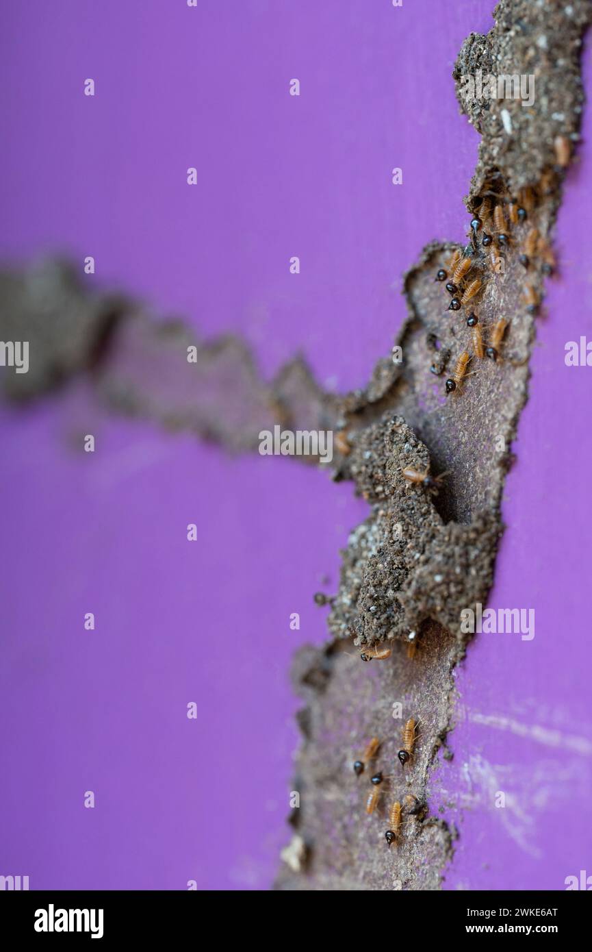 Termite insect theme. Colony of termite repair tunnel Stock Photo - Alamy