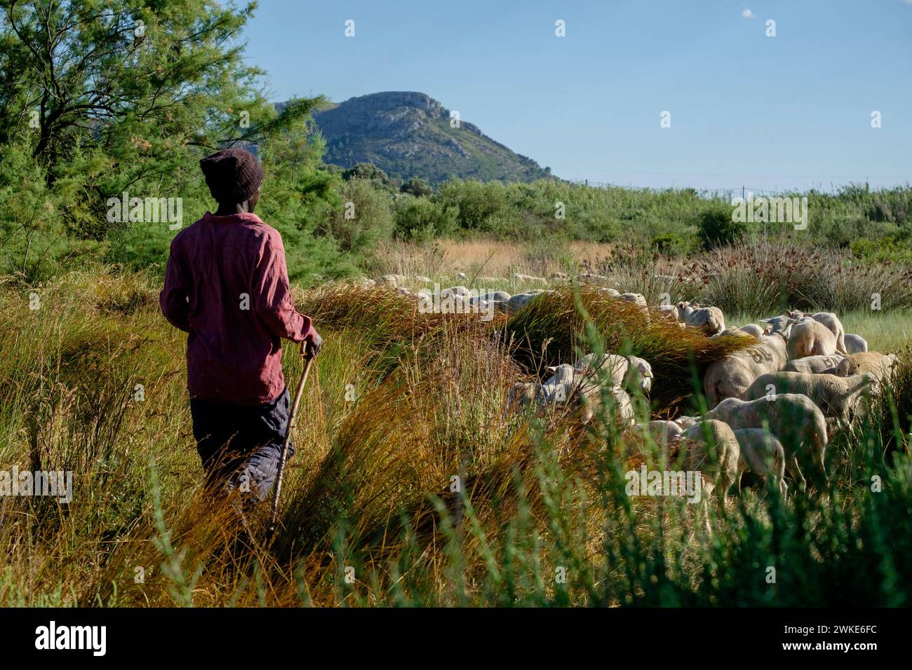 Reserva natural de ovejas hi-res stock photography and images - Alamy