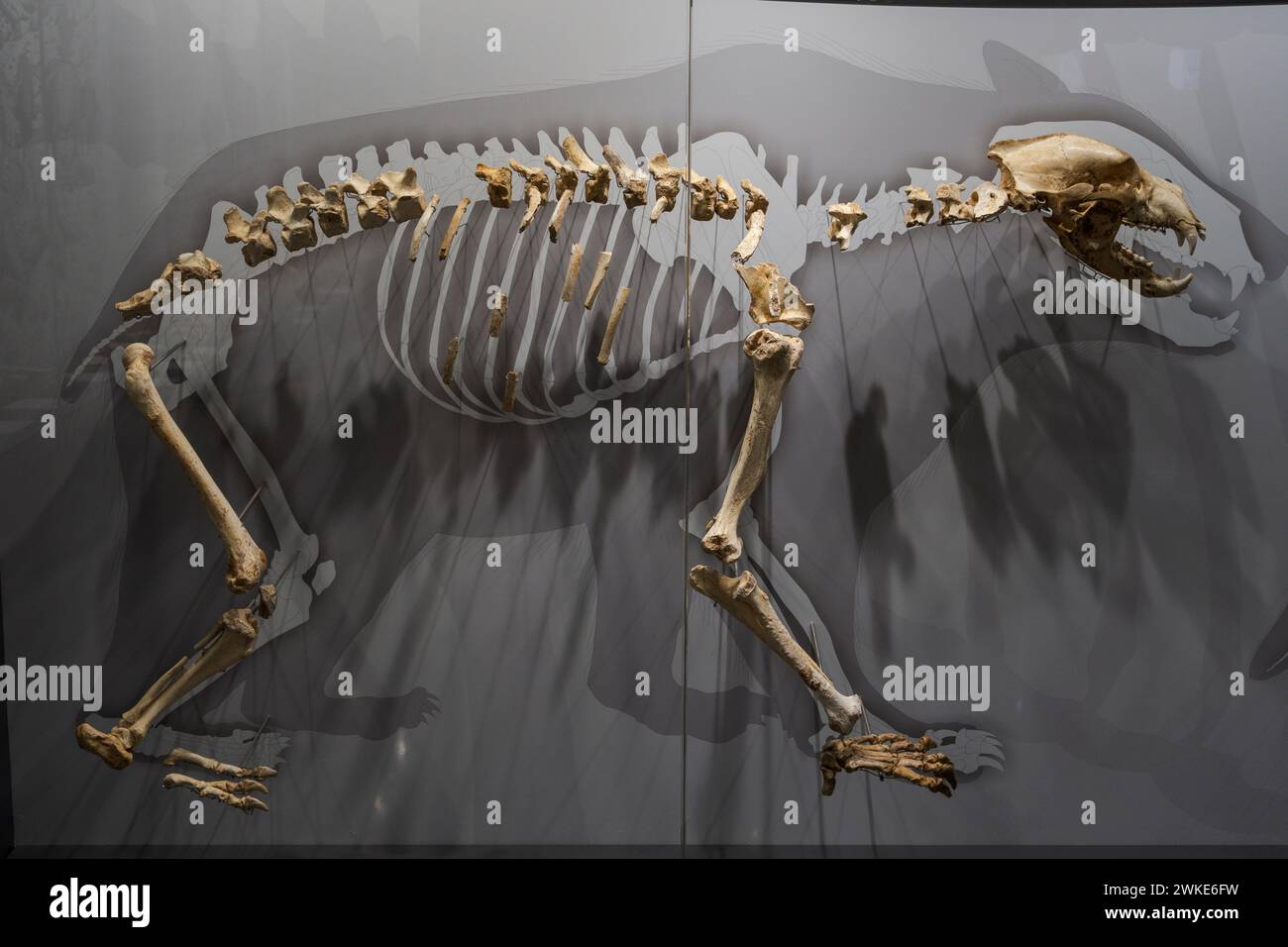 Skeleton chassis hi-res stock photography and images - Alamy