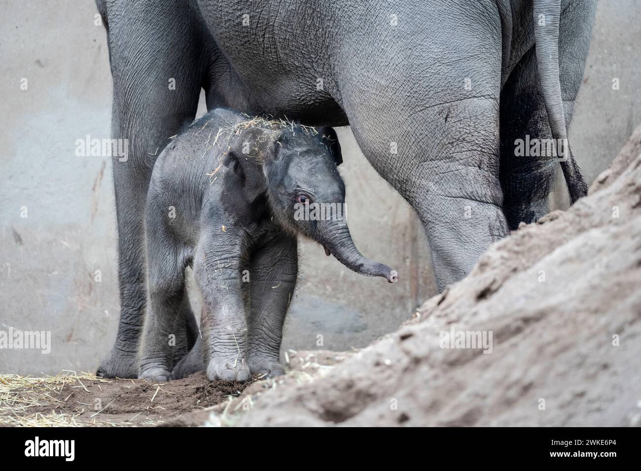 A new female baby elephant in Copenhagen ZOO, Denmark, Tuesday February ...