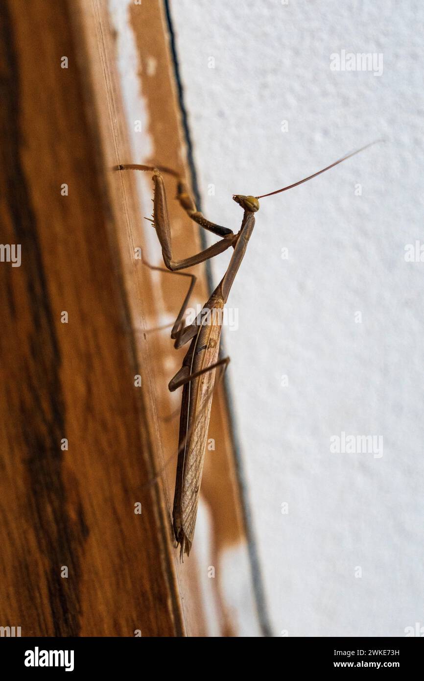 Mamboreta hi-res stock photography and images - Alamy