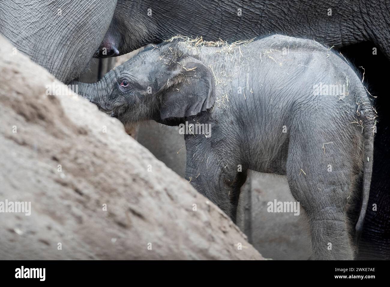 A new female baby elephant in Copenhagen ZOO, Denmark, Tuesday February ...