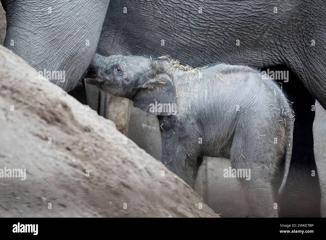 A new female baby elephant in Copenhagen ZOO, Denmark, Tuesday February ...
