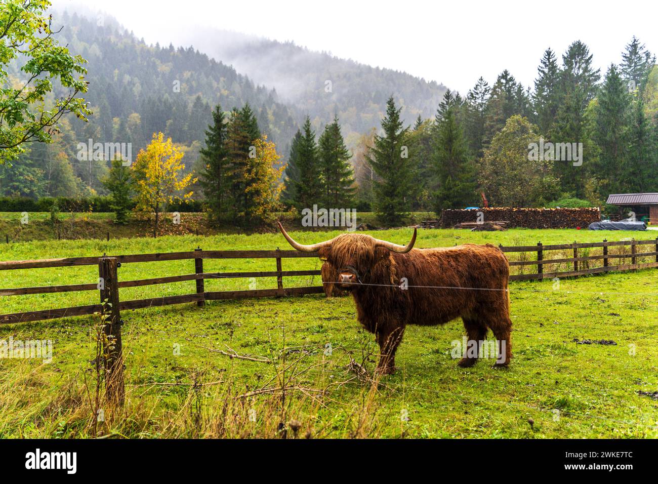 Highland cow with long hair, Kranjska Gora, julian alps. Slovenia ...