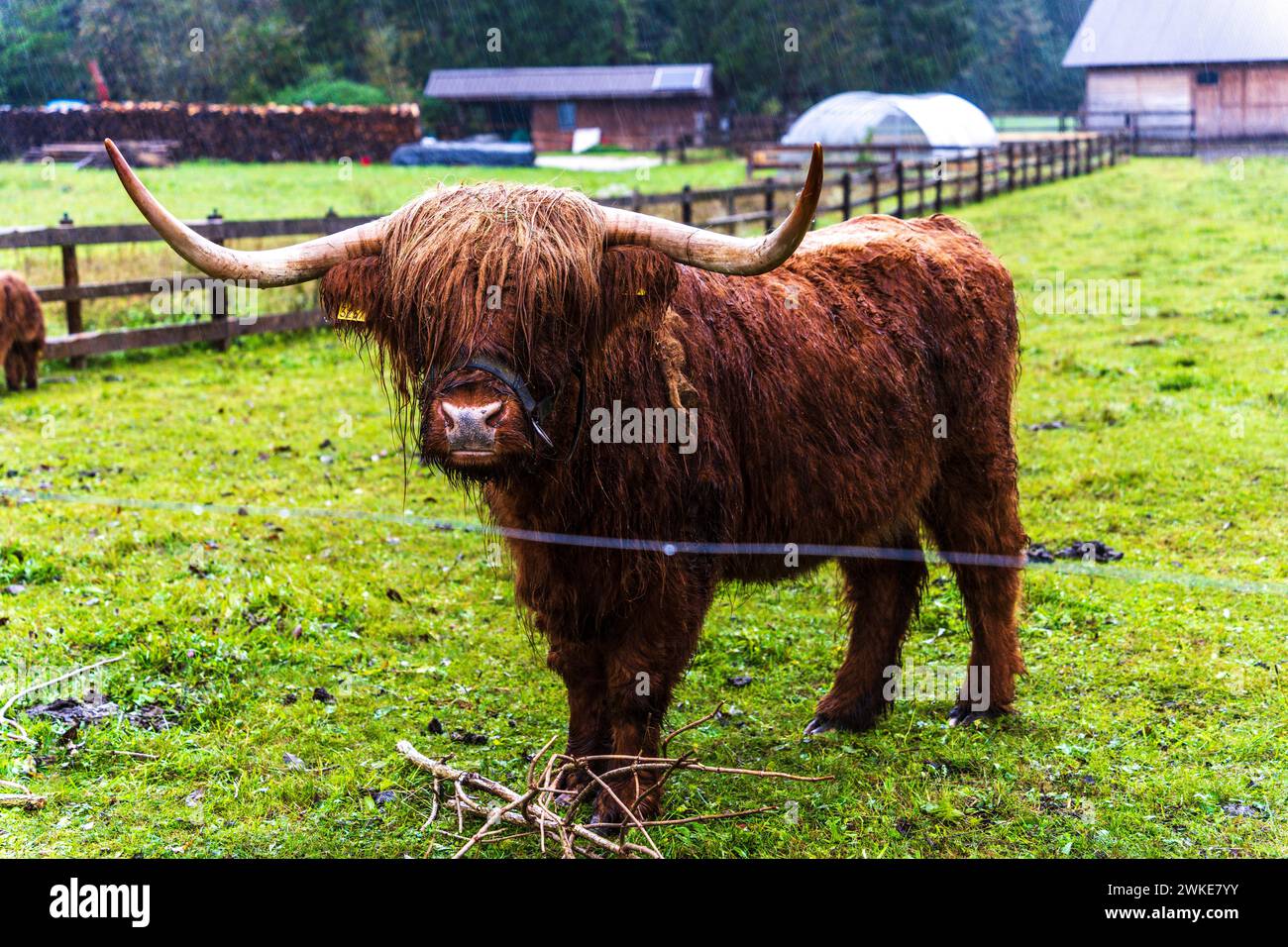 Highland cow with long hair, Kranjska Gora, julian alps. Slovenia ...