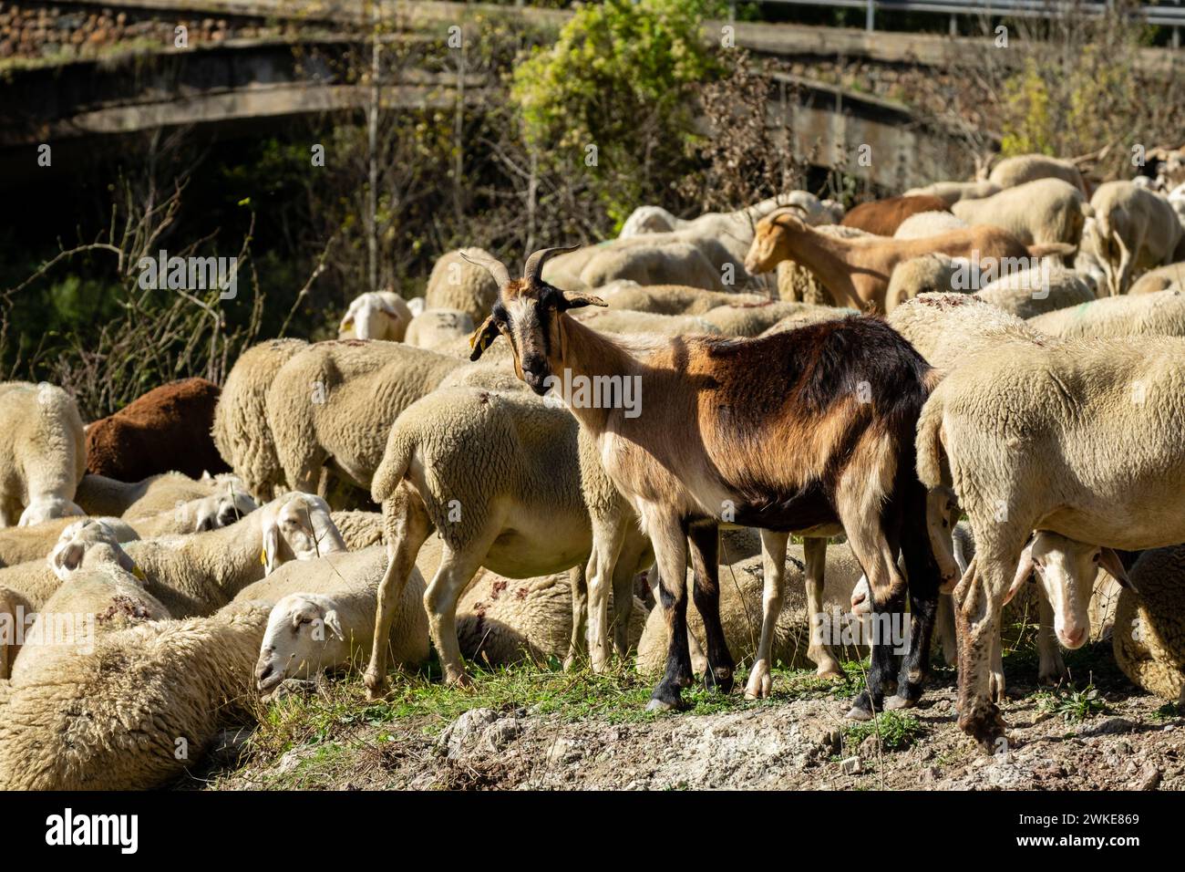 Rebano trashumante hi-res stock photography and images - Alamy
