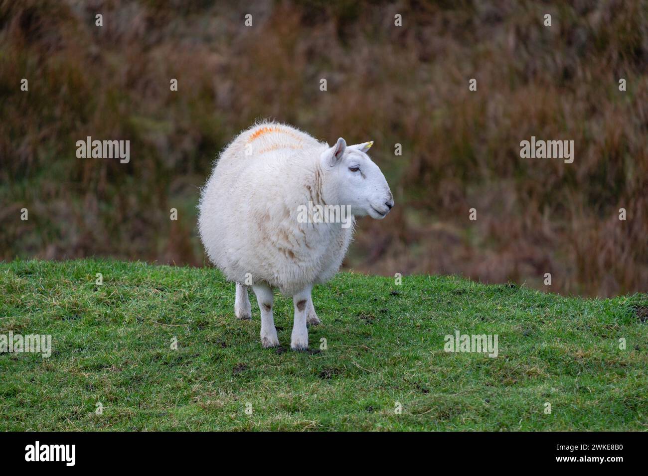 Oveja doméstica hi-res stock photography and images - Alamy