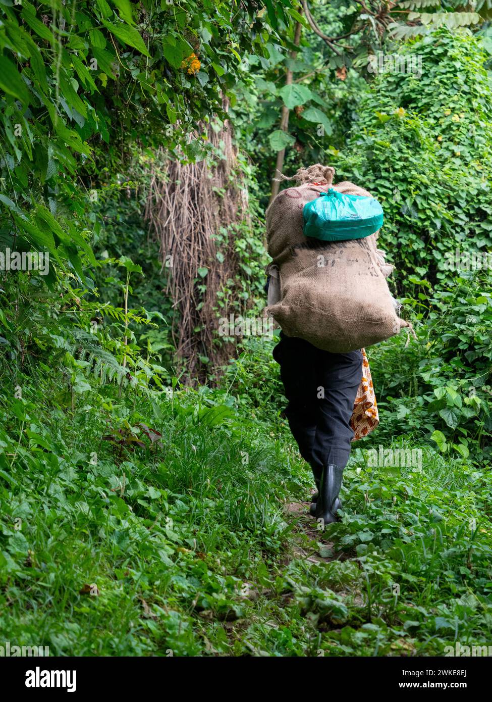 On the Kilembe Trail in the Rwenzori Mountains in Uganda Stock Photo ...