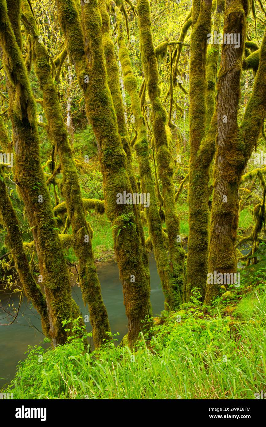 Bigleaf maple with South Fork Alsea River, Alsea Falls Recreation Site ...