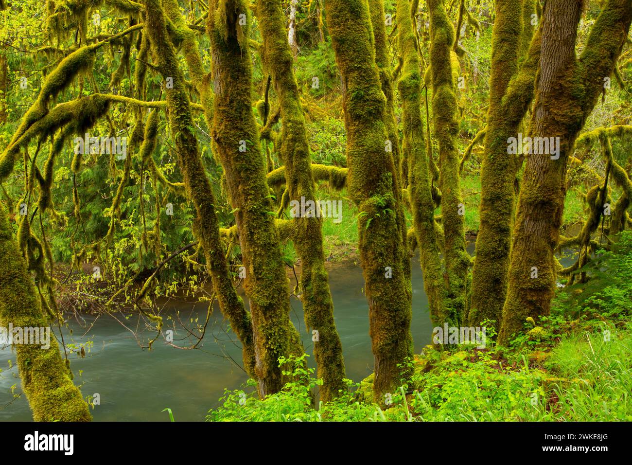 Bigleaf maple with South Fork Alsea River, Alsea Falls Recreation Site ...