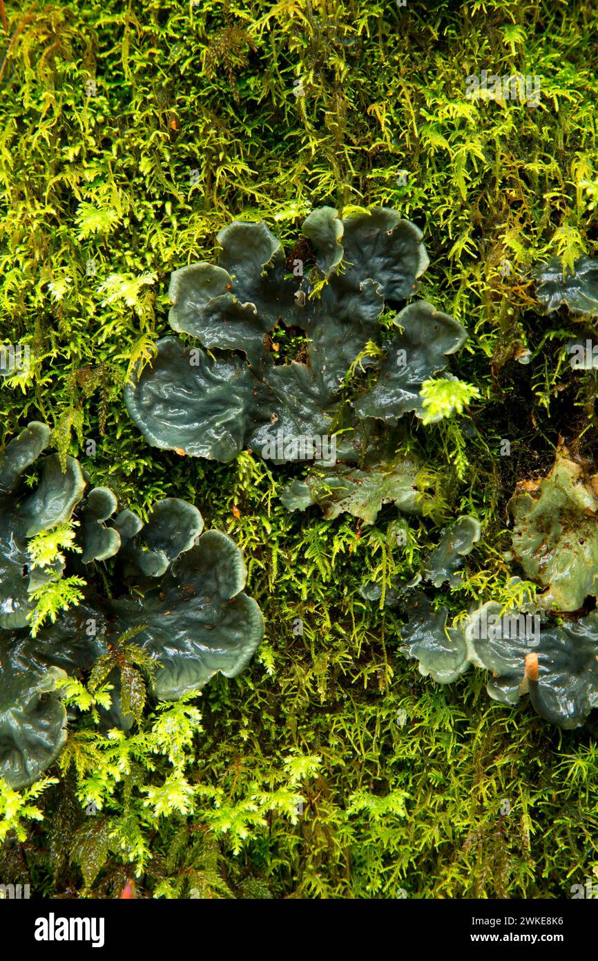 Lichen with club moss along Alsea Falls Trail, Alsea Falls Recreation ...