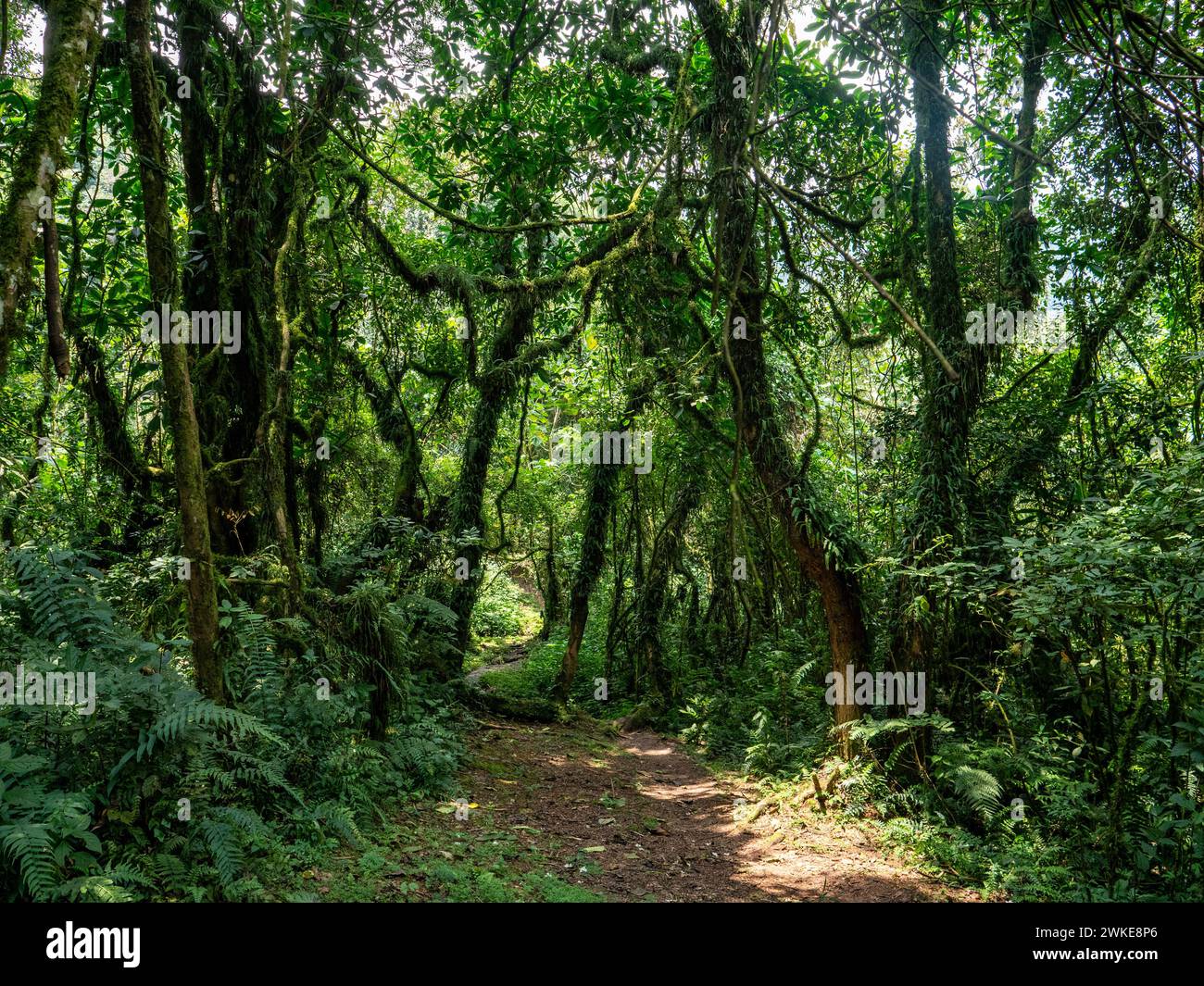 On the Kilembe Trail in the Rwenzori Mountains in Uganda Stock Photo ...