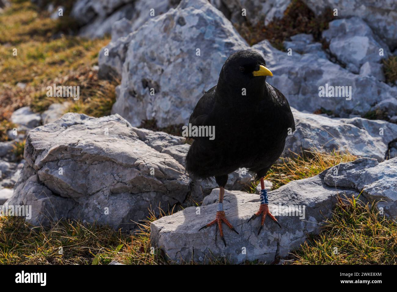 chova negra, julian alps, Slovenia, Central Europe Stock Photo - Alamy
