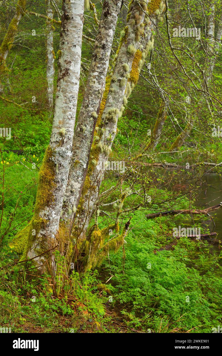 Alder lake hi-res stock photography and images - Alamy
