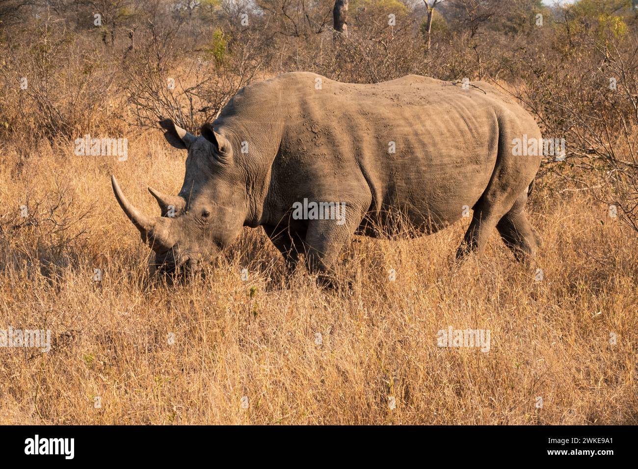 Southern african eco tourism hi-res stock photography and images - Alamy