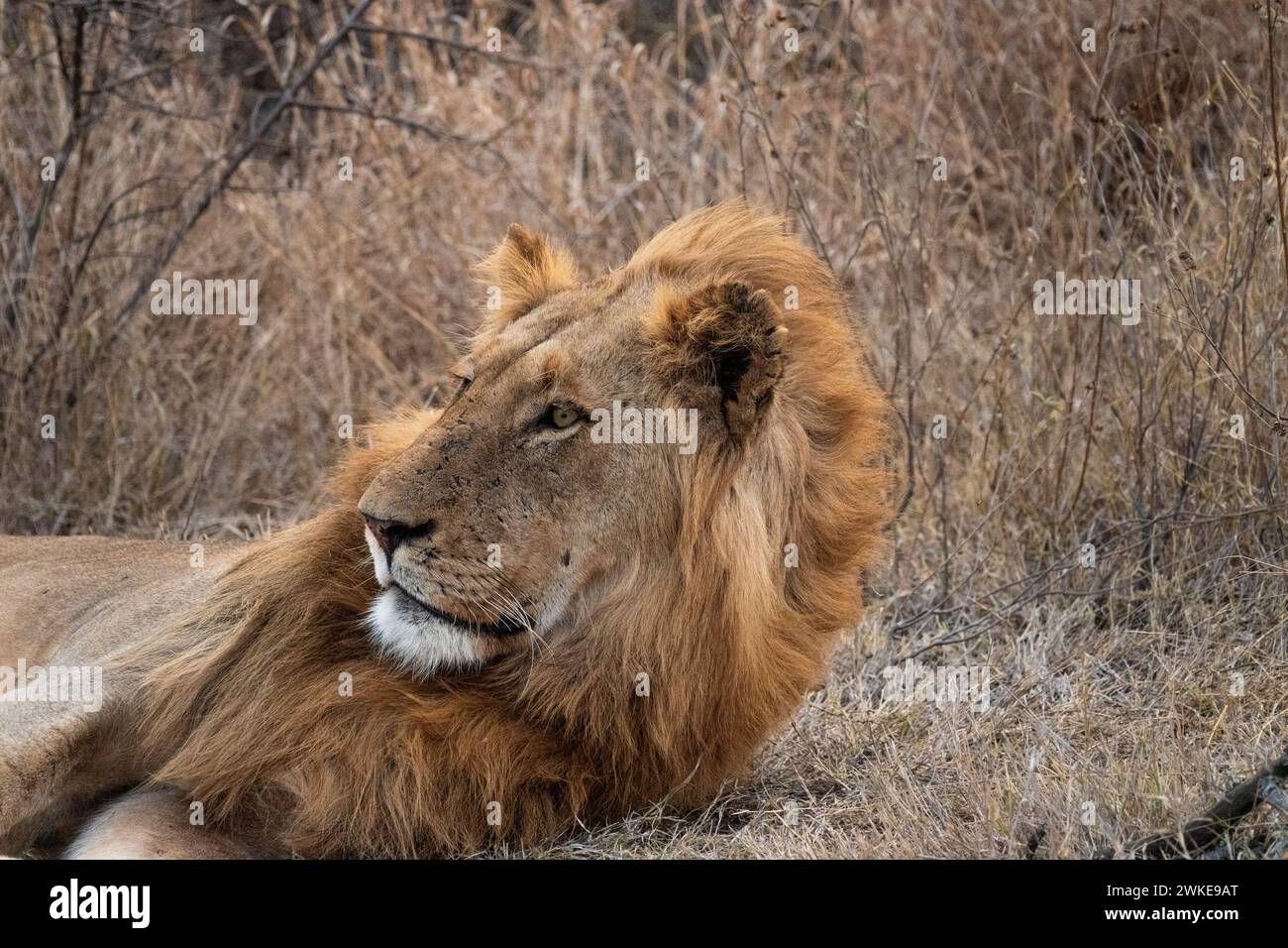 Portrait of a Male lion relaxing laying down in South Africa Stock ...