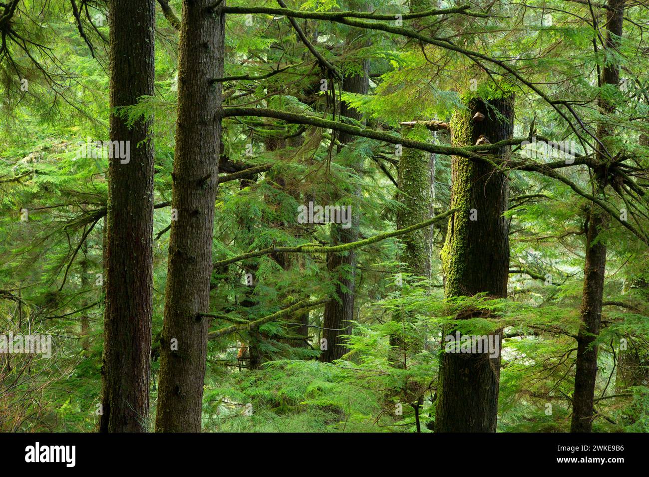 Ancient forest along Harts Cove Trail, Neskowin Crest Research Natural ...