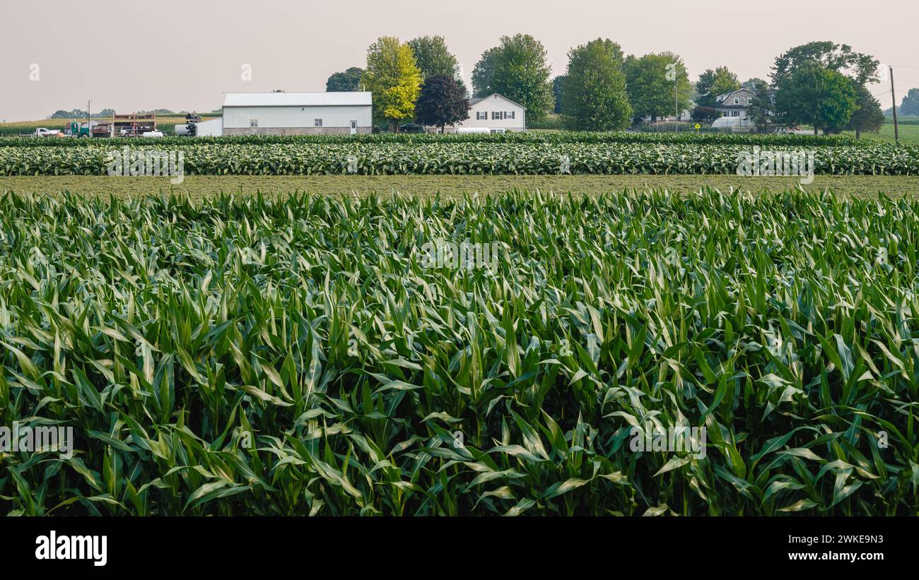 An elevated view from an open barn window of fields of Tobacco Crops in ...