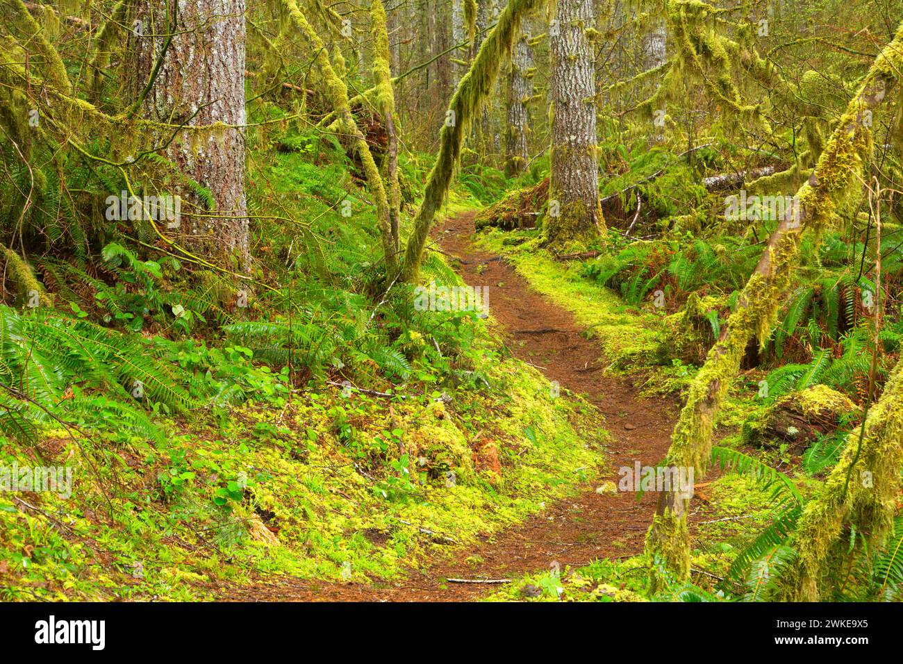 Niagara Falls Trail, Siuslaw National Forest, Oregon Stock Photo - Alamy