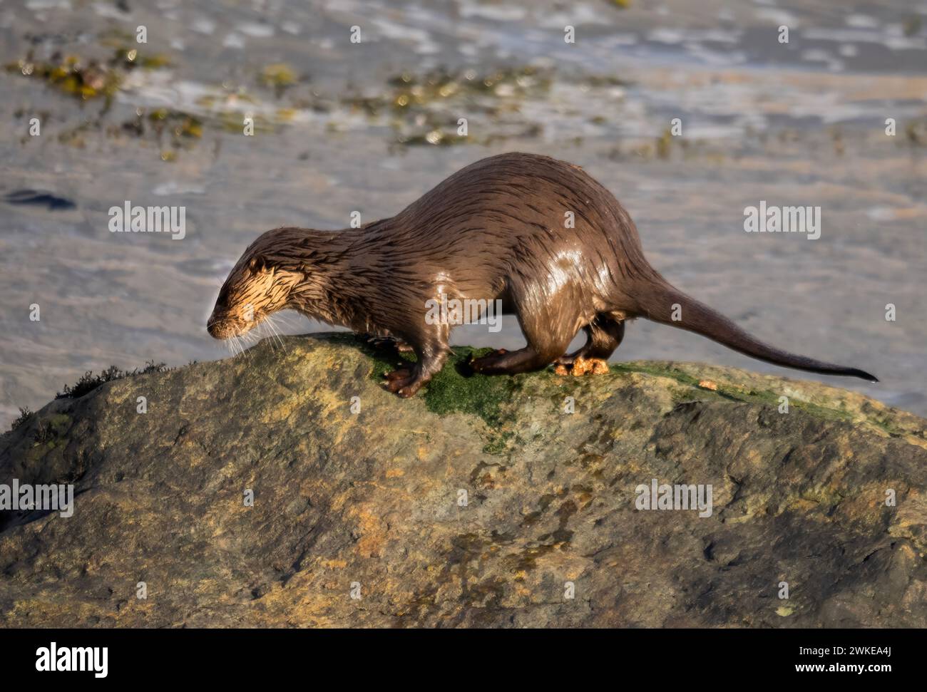 Eurasian Otter Isle of Mull Loch Spelve Stock Photo - Alamy