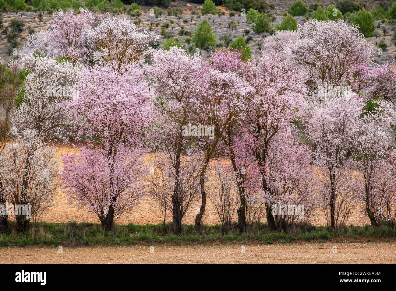 La flora y fauna hi-res stock photography and images - Alamy