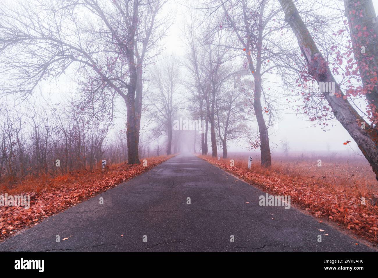 Mystical autumn forest with fog. Asphalt road. A beautiful mysterious ...