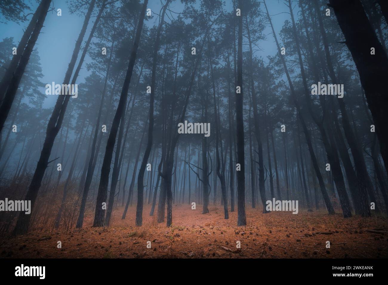 Mystical beautiful forest with tall trees in foggy autumn morning. Creepy atmosphere. Fairy ...