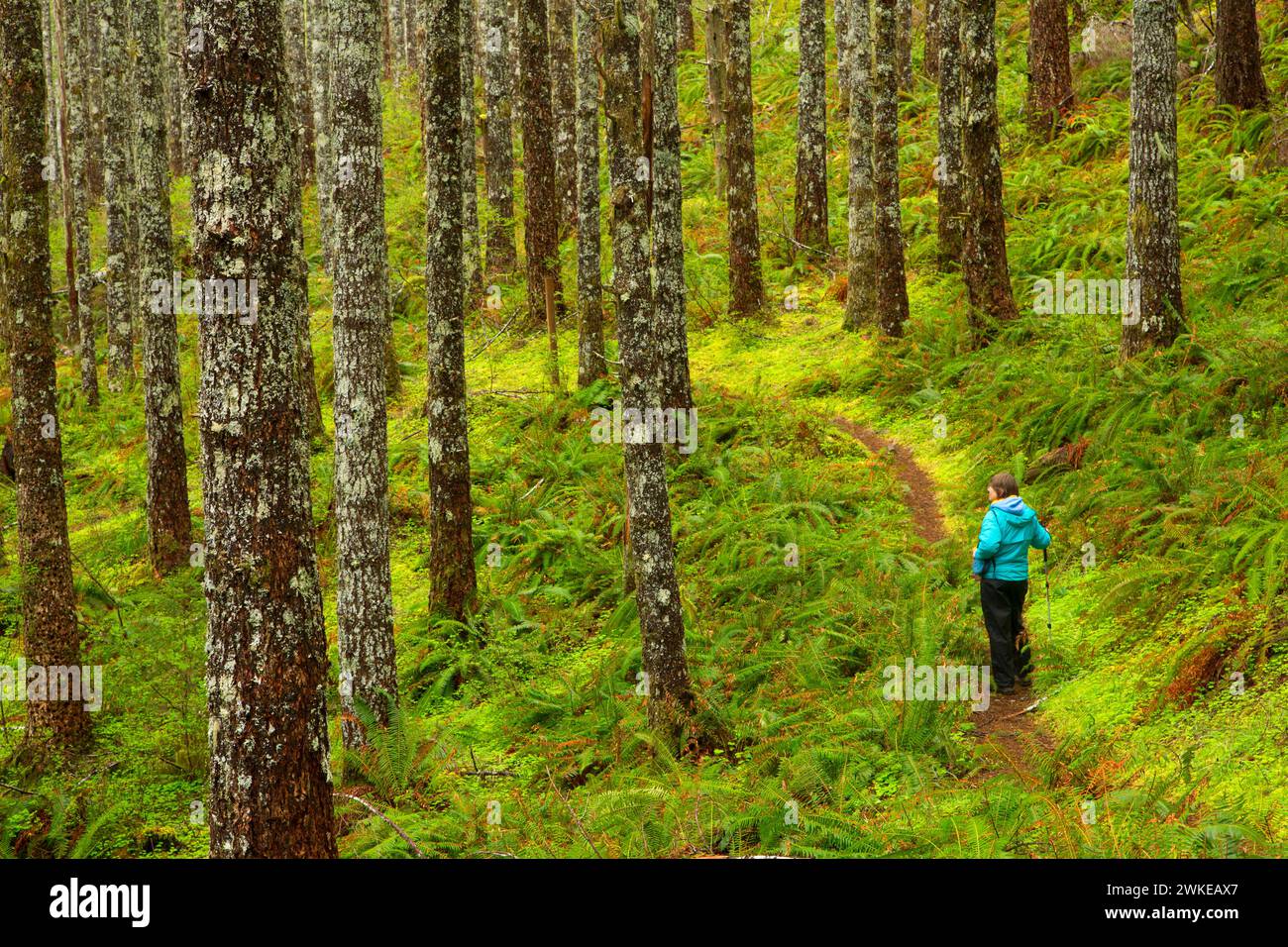 Pioneer Indian Trail, Siuslaw National Forest, Oregon Stock Photo - Alamy