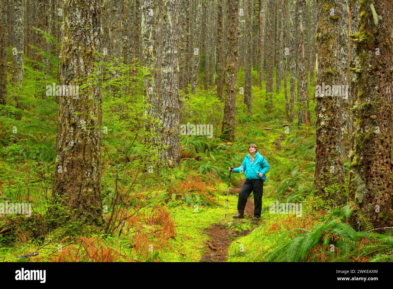 Pioneer Indian Trail, Siuslaw National Forest, Oregon Stock Photo - Alamy