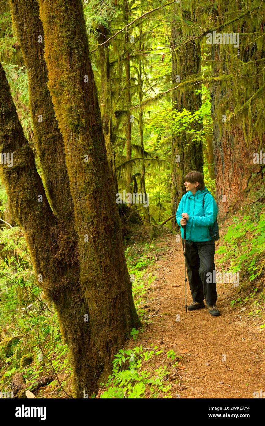 Alsea Falls Trail, Alsea Falls Recreation Site, South Fork Alsea River ...