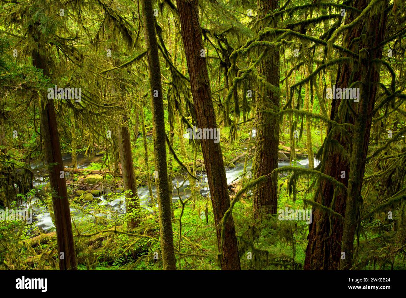 Forest along Alsea Falls Trail, Alsea Falls Recreation Site, South Fork ...
