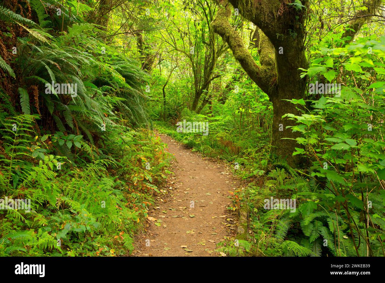 Giant Spruce Trail, Cape Perpetua Scenic Area, Siuslaw National Forest ...