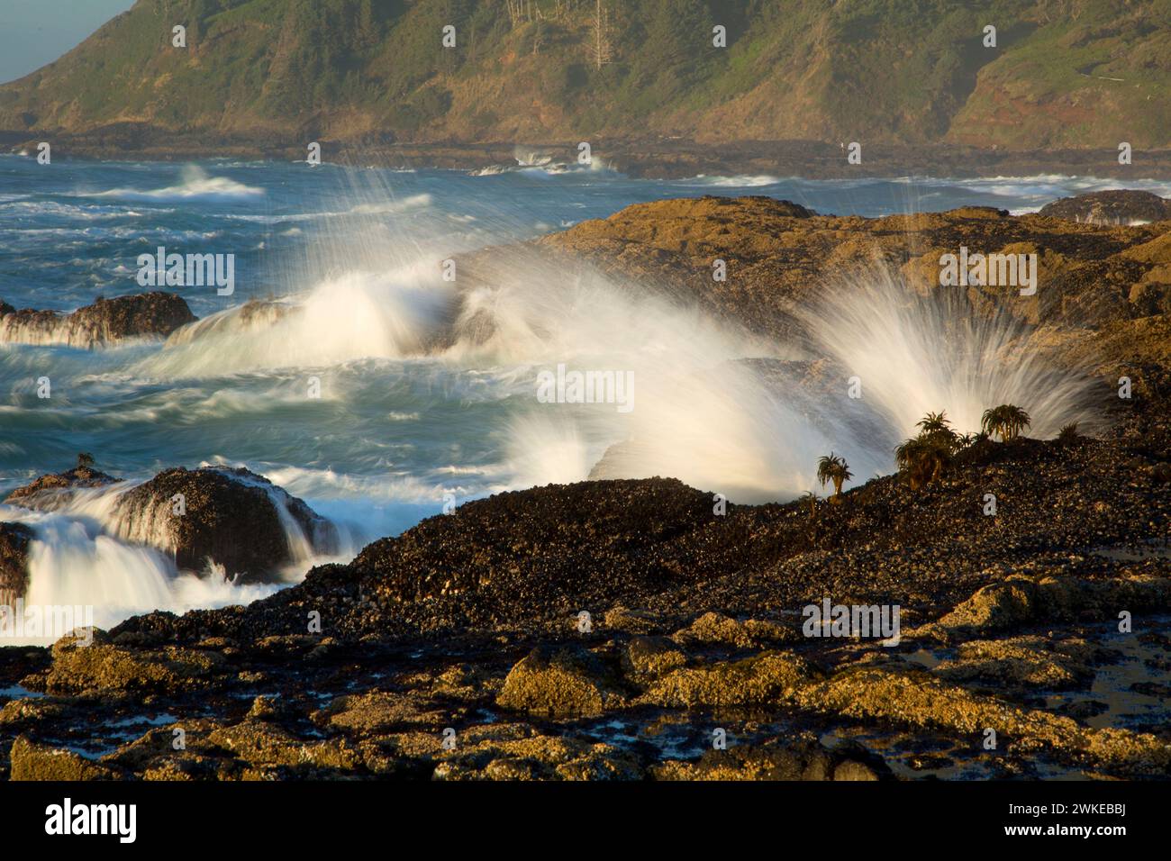 Rocky surf with sea palm, Cape Perpetua Scenic Area, Siuslaw National ...
