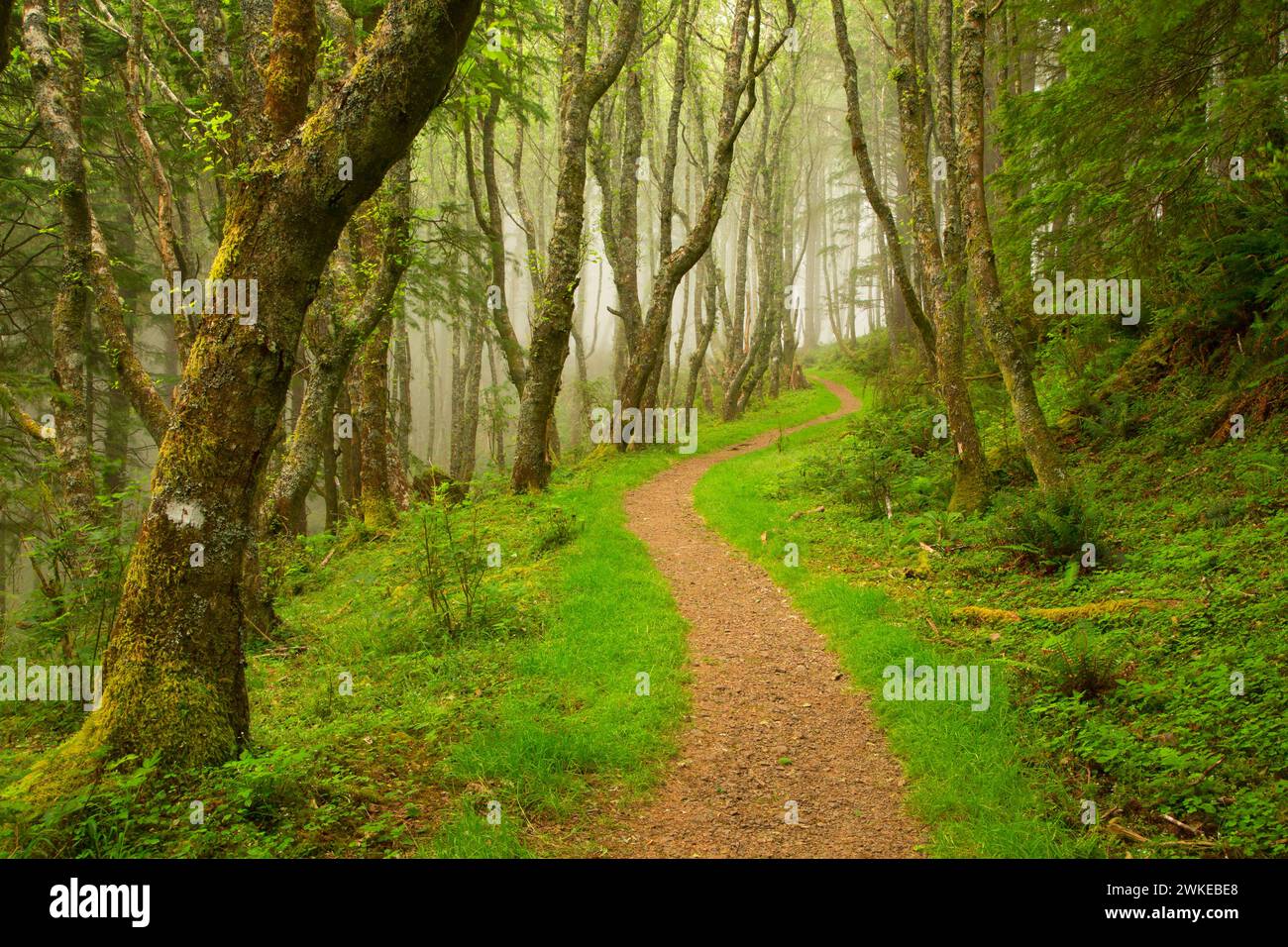 Cascade Head Trail, Cascade Head Preserve, Oregon Stock Photo - Alamy